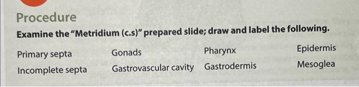 Solved Procedure Examine the “Metridium (c.s)" prepared | Chegg.com