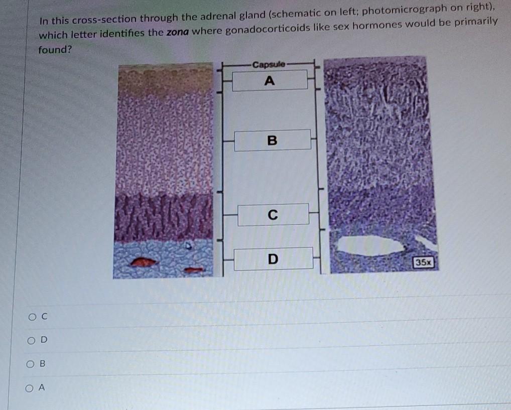 Solved In this cross-section through the adrenal gland | Chegg.com