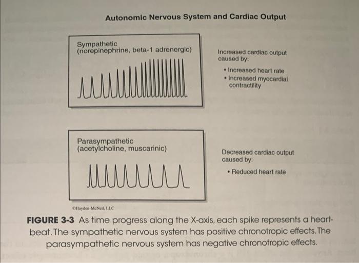 The sympathetic chain ganglia run along the vertebral | Chegg.com