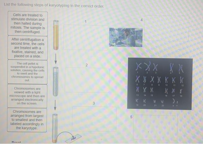 Solved List the following steps of karyotyping in the | Chegg.com