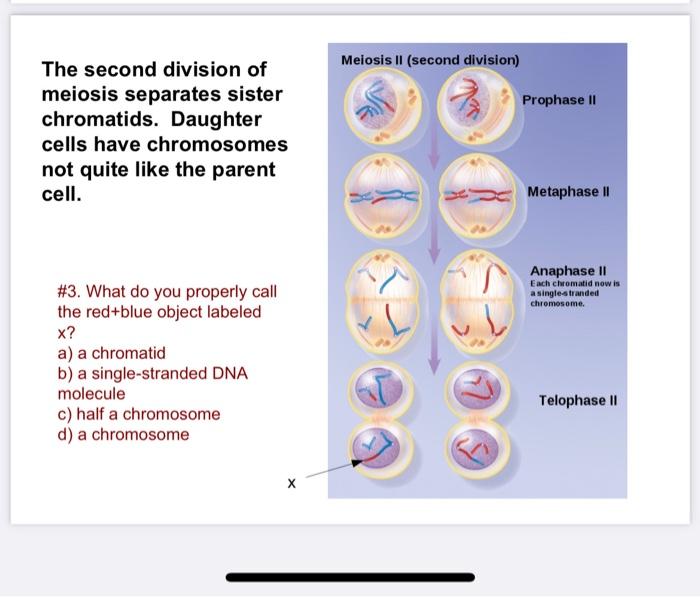 Solved The second division of meiosis separates sister | Chegg.com