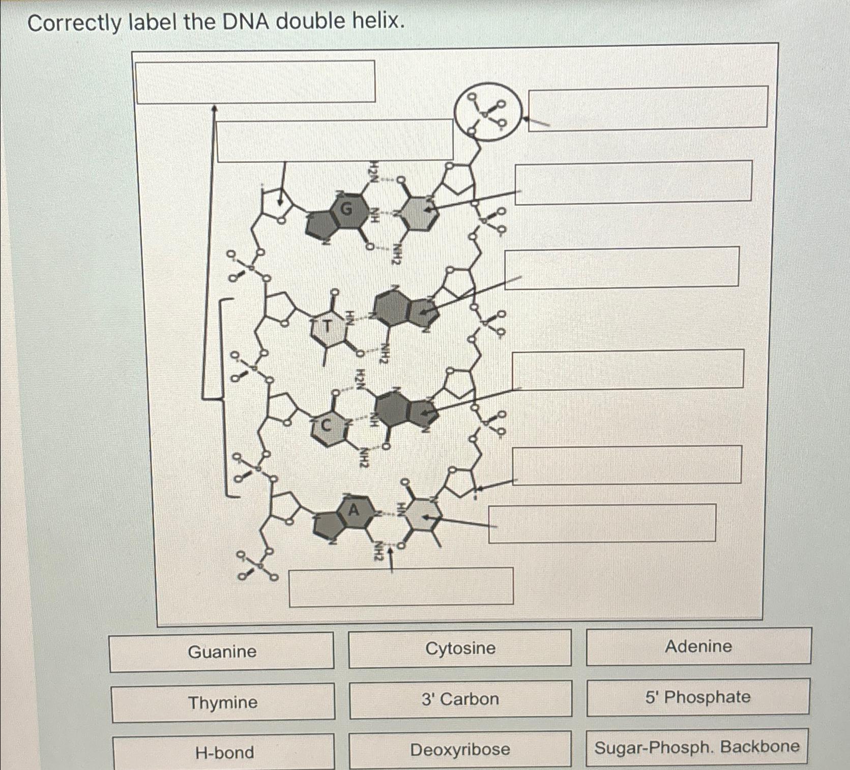 Solved Correctly label the DNA double helix.Adenine | Chegg.com