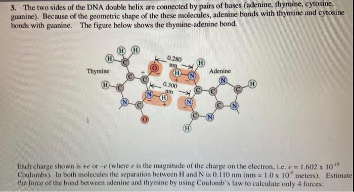 Solved 3. The two sides of the DNA double helix are | Chegg.com