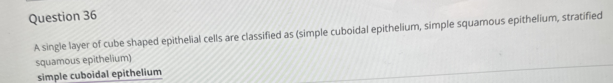Solved Question 36A single layer of cube shaped epithelial | Chegg.com