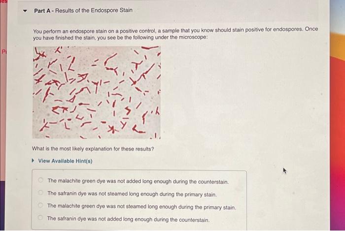Solved P Part A Results of the Endospore Stain You perform | Chegg.com