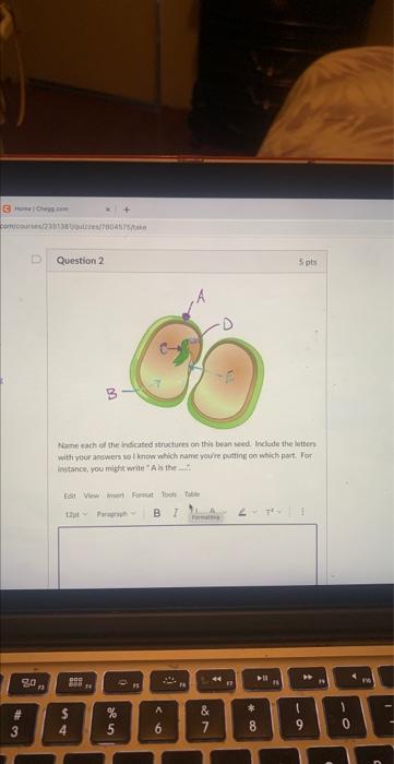 Solved fiame earh of the indicatedstructures on this bean | Chegg.com