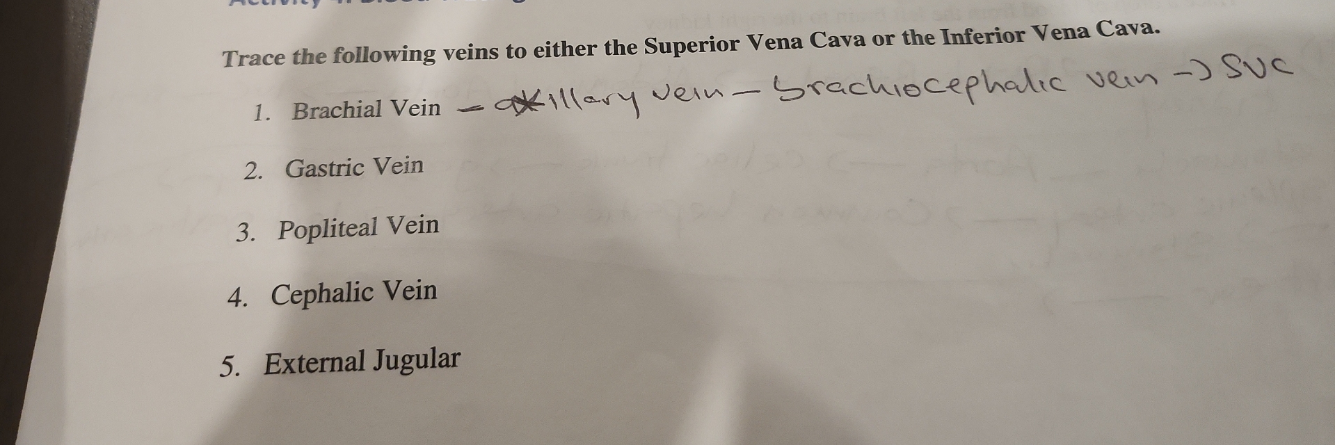 Solved Trace the following veins to either the Superior Vena | Chegg.com