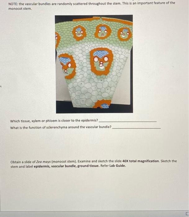 Solved Lab # 9-Angiosperms: Form and Function Lab #9 - | Chegg.com