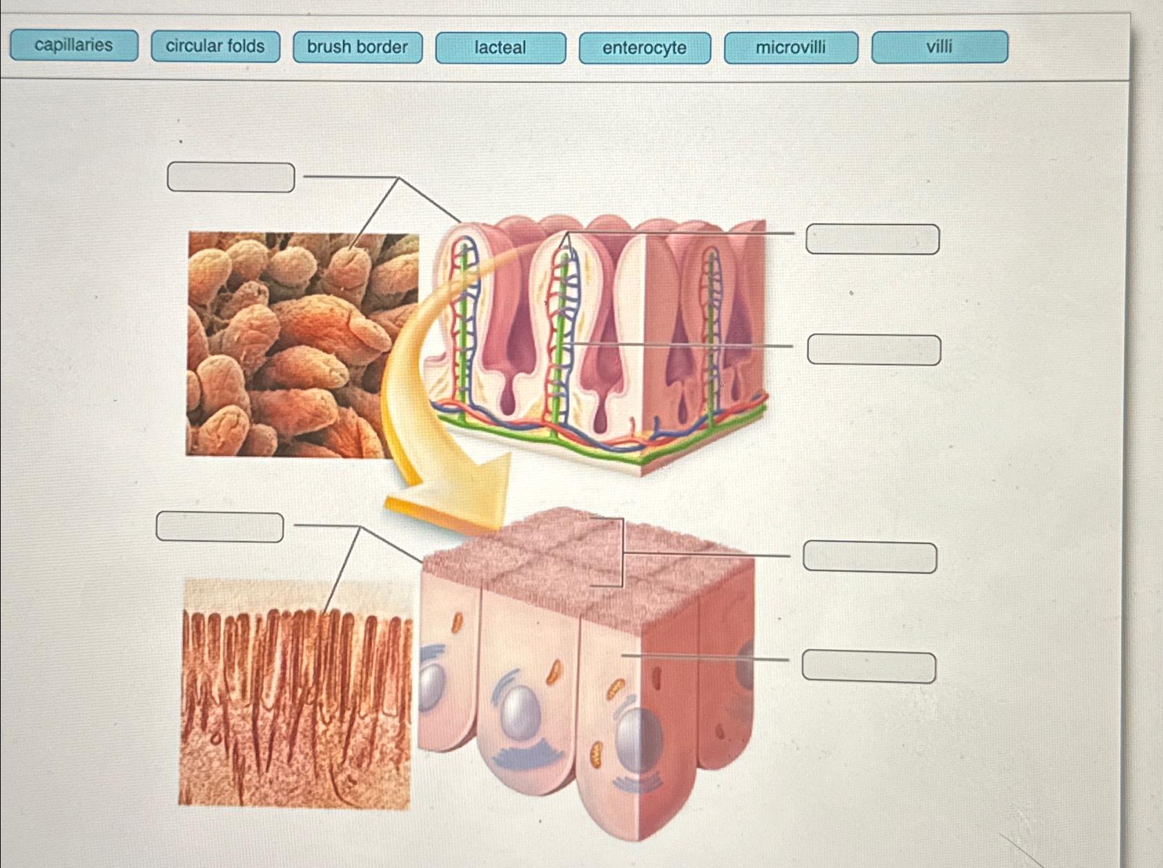 Solved capillariescircular foldsbrush | Chegg.com