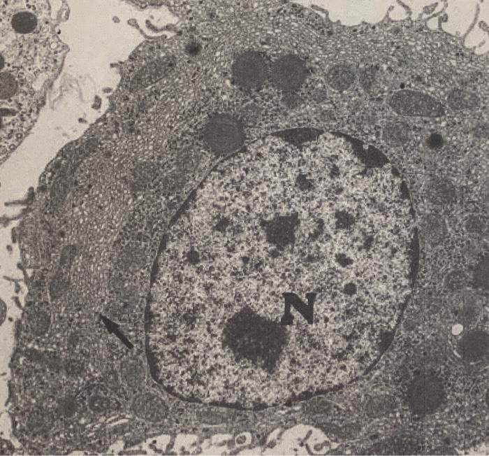 Solved Study the cell, it's contents and structures in both | Chegg.com