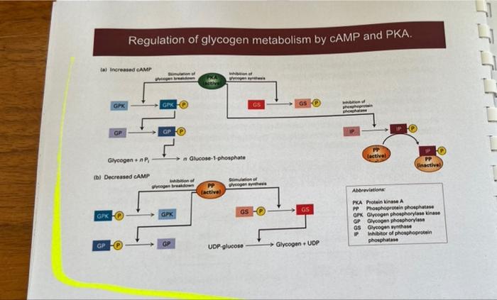Solved Regulation of glycogen metabolism by CAMP and PKA. al | Chegg.com