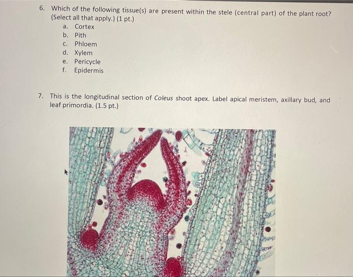 Solved 6. Which of the following tissue(s) are present | Chegg.com