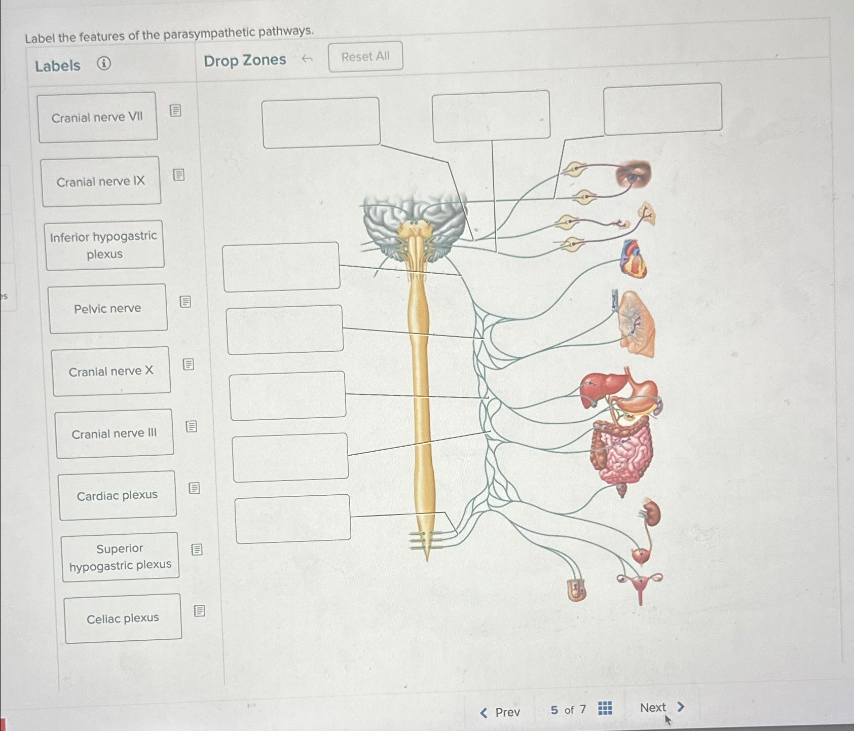 Solved Label the features of the parasympathetic pathways. | Chegg.com