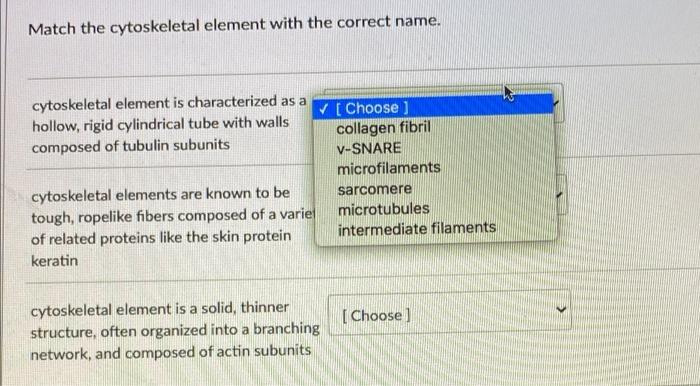 Solved Match the cytoskeletal element with the correct name. | Chegg.com