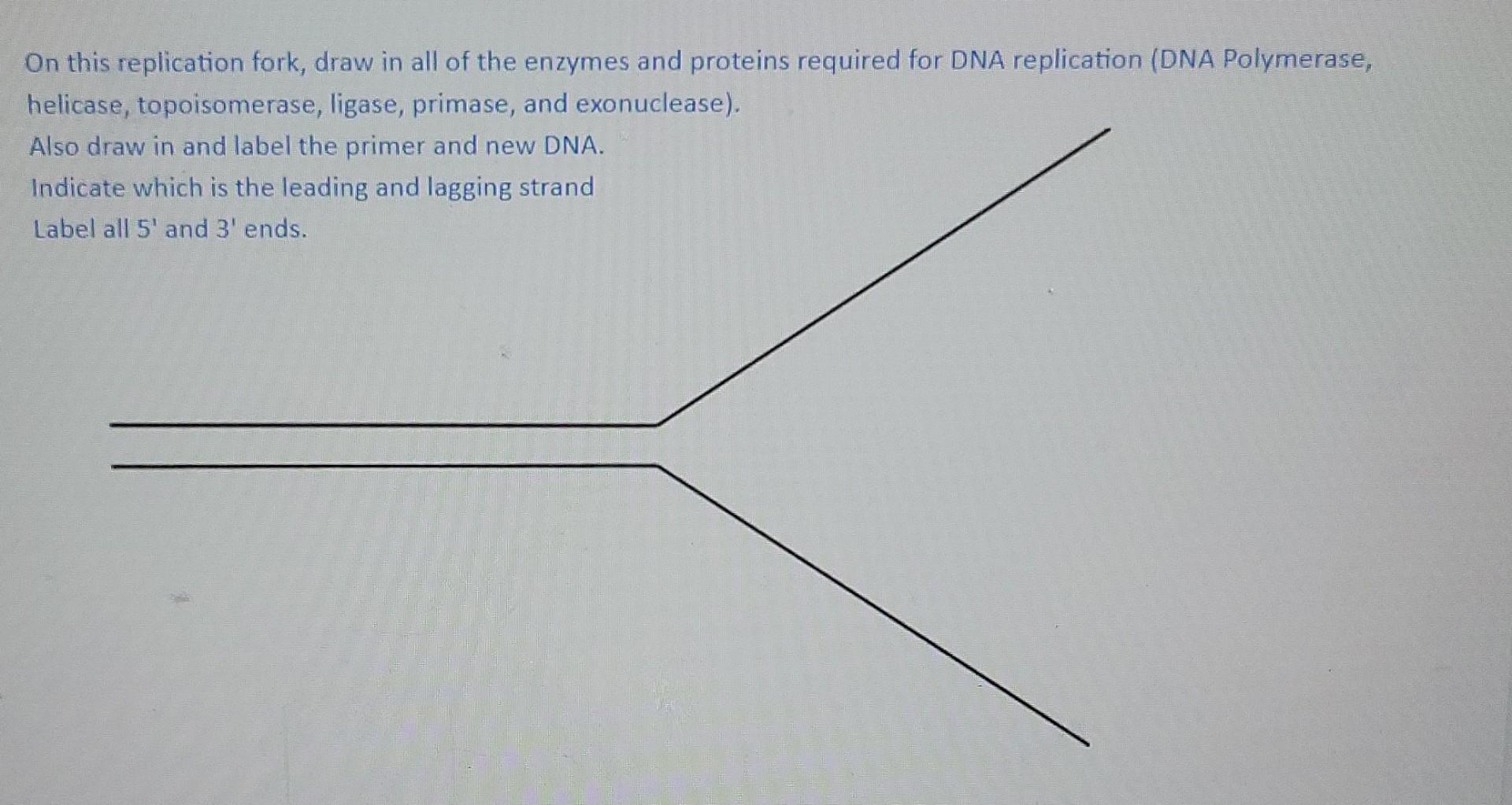 Solved On this replication fork, draw in all of the enzymes | Chegg.com