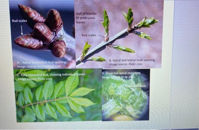 Leaf primordia Or embryonic leaves Bud scales Bud | Chegg.com