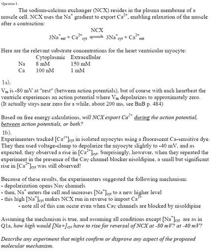 The sodium-calcium exchanger (NCX) resides in the | Chegg.com