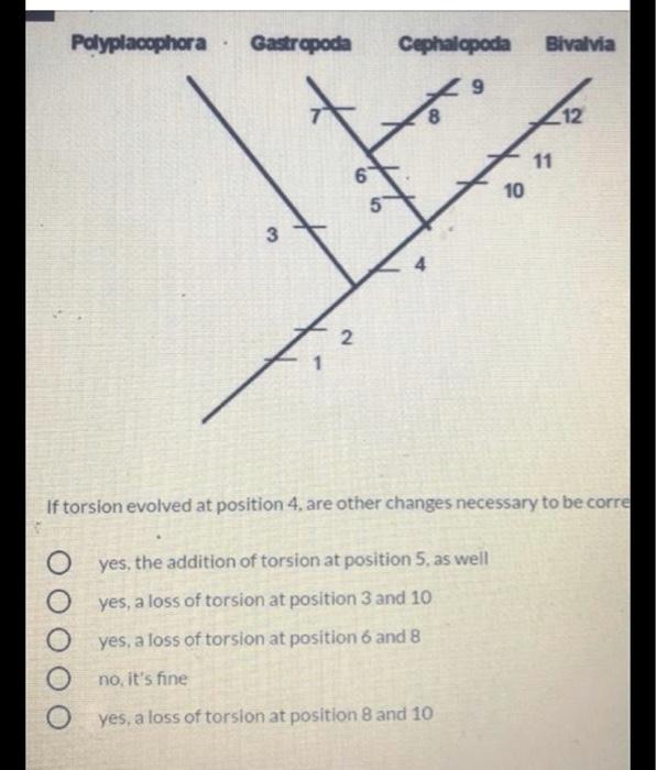 Solved Polyplacophora. Gastropoda Cephalopoda Bivalvia 9 12 | Chegg.com