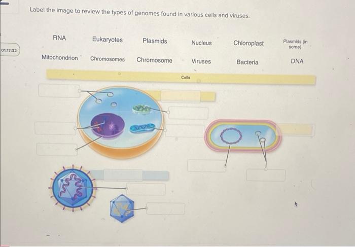 Solved Label the image to review the types of genomes found | Chegg.com