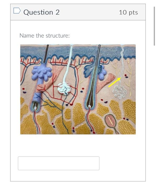 Solved Question 1 Name the structure: Question 2 Name the | Chegg.com