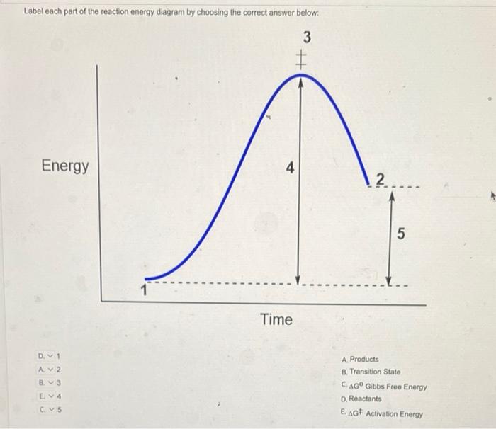 Solved Label each part of the reaction energy diagram by | Chegg.com