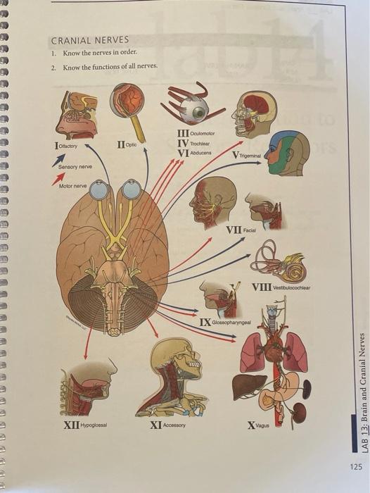 Solved CRANIAL NERVES 1. Know the nerves in order 2. Know | Chegg.com