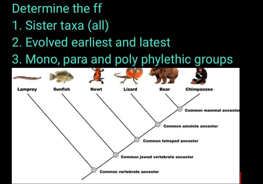 Solved Determine the ff 1. Sister taxa (all) 2. Evolved | Chegg.com