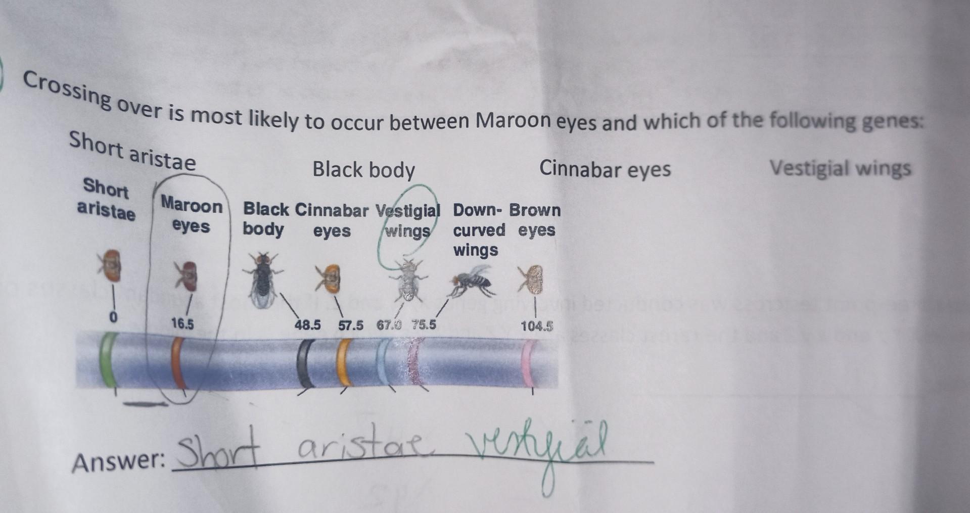 Solved Short aristae Crossing over is most likely to occur | Chegg.com
