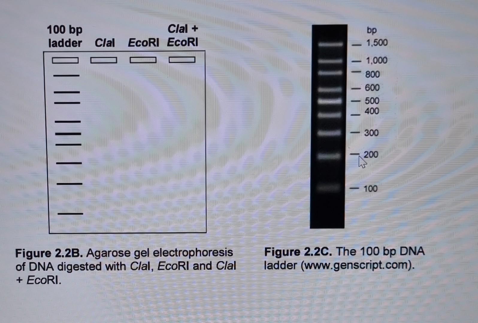Solved 2.2 A 2.1 kb double-stranded linear DNA can be cut | Chegg.com