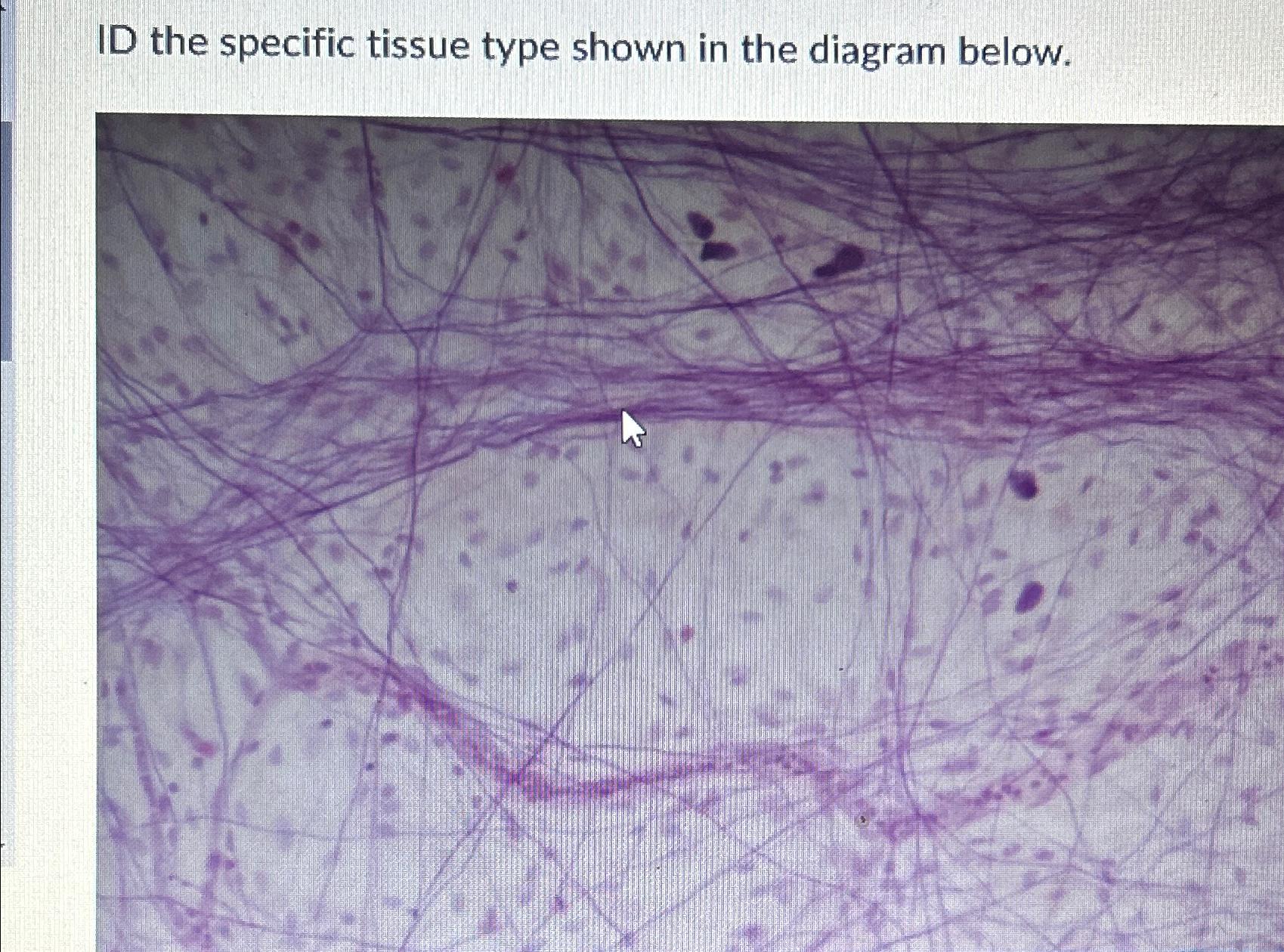 Solved ID the specific tissue type shown in the diagram | Chegg.com