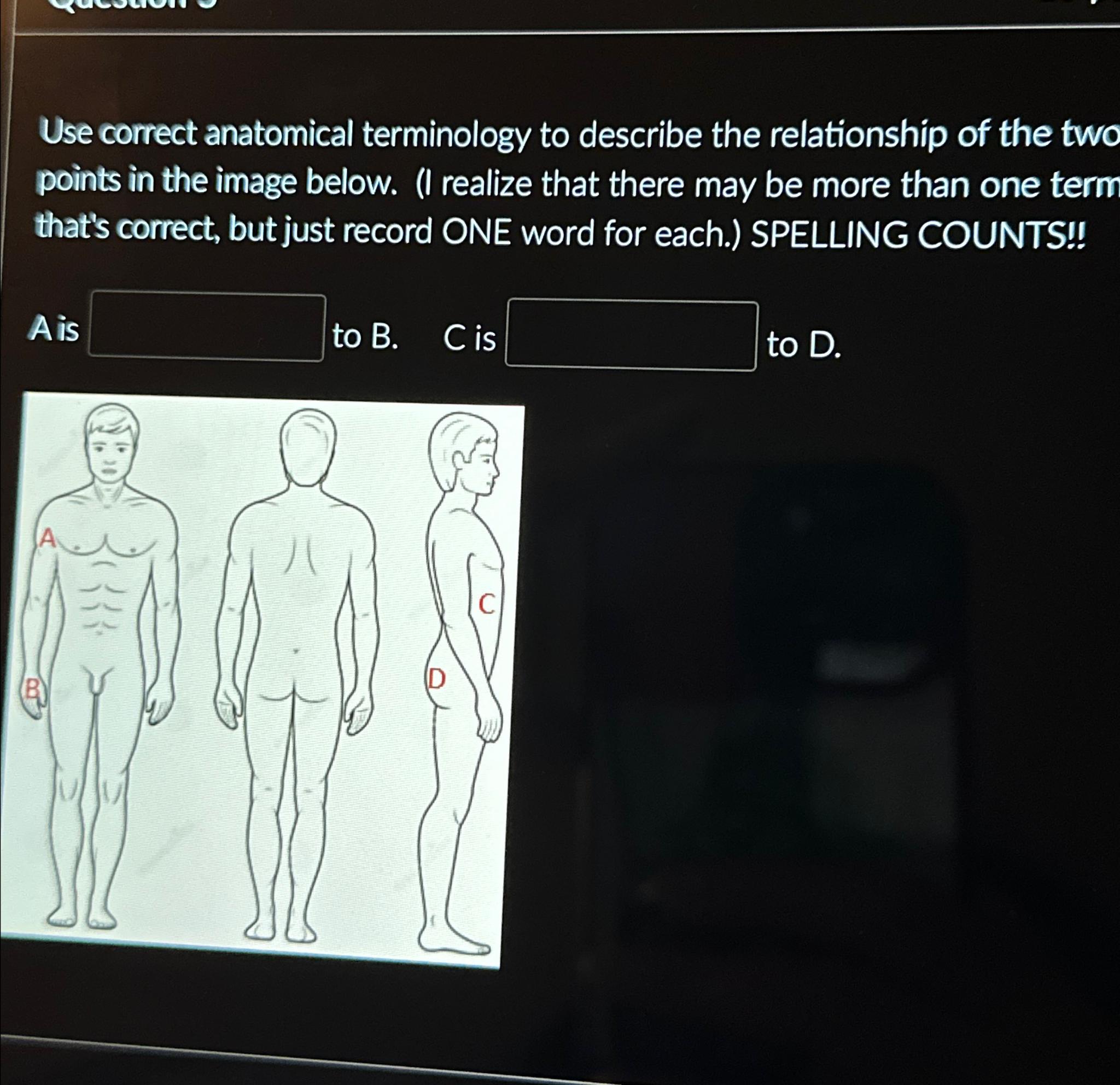 Use correct anatomical terminology to describe the | Chegg.com