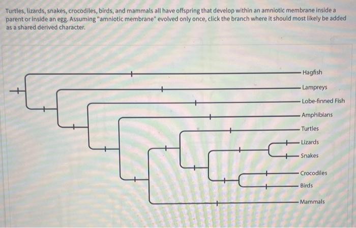 Solved Turtles, lizards, snakes, crocodiles, birds, and | Chegg.com