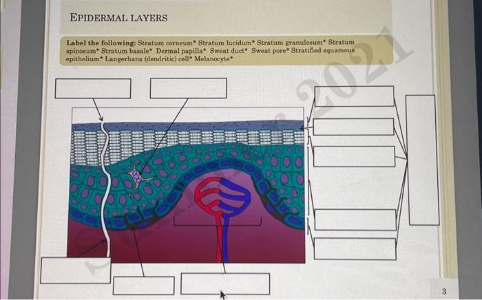 Solved EPIDERMAL LAYERS Label the following: Stratum | Chegg.com