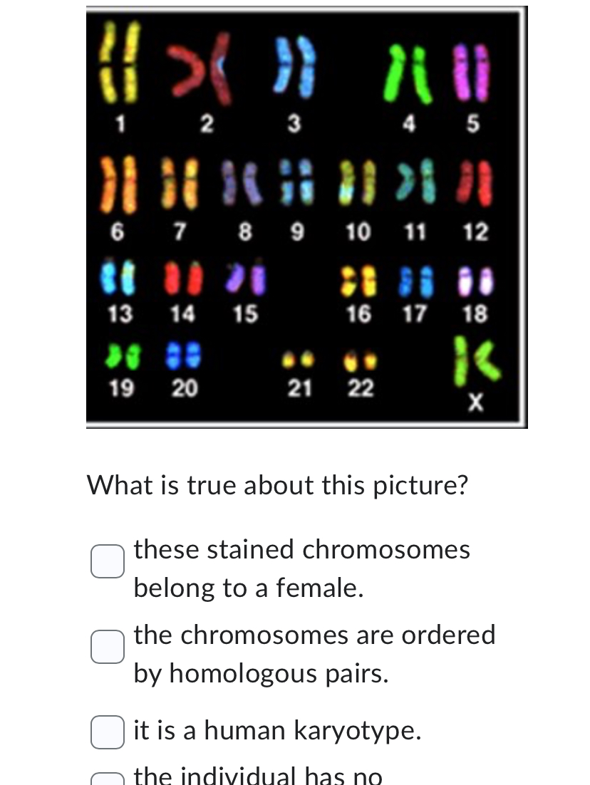 Solved What is true about this picture?these stained | Chegg.com