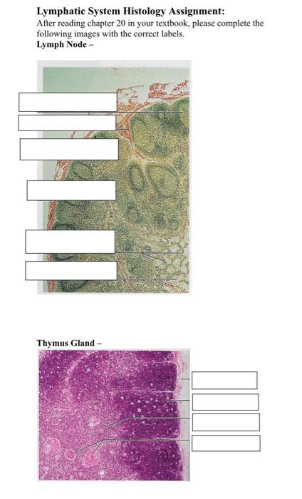 Solved Lymphatic System Histology Assignment: After reading | Chegg.com