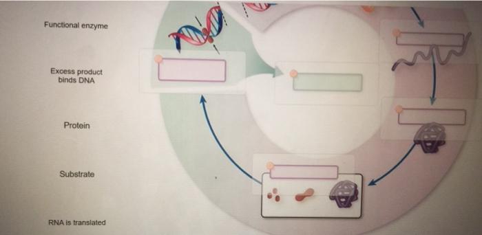 Solved Place the steps in the correct order to review the | Chegg.com