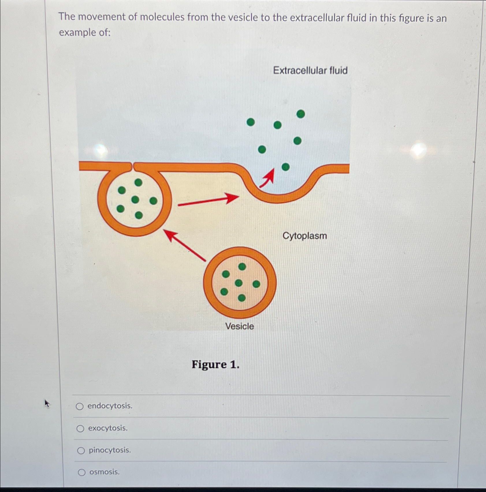 Solved The movement of molecules from the vesicle to the | Chegg.com