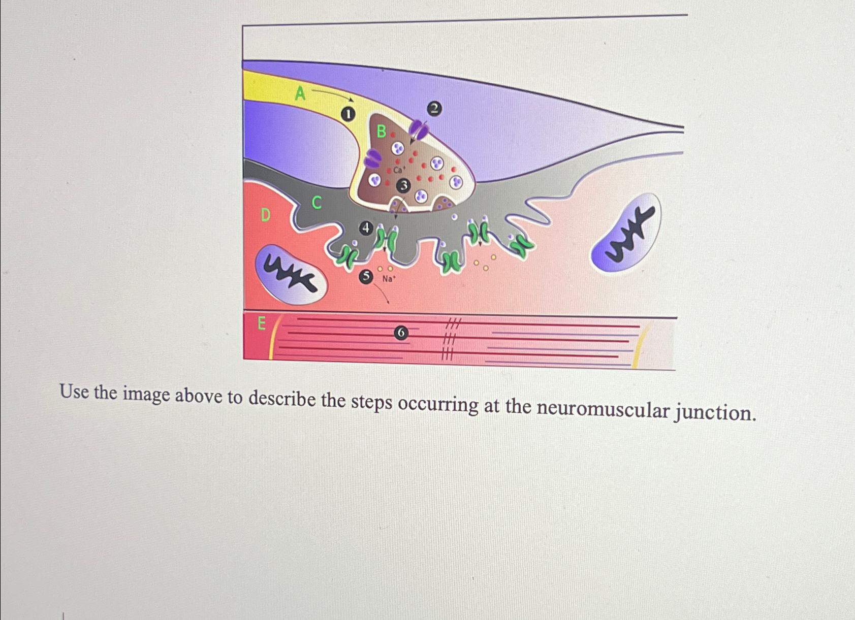 Solved Use the image above to describe the steps occurring | Chegg.com