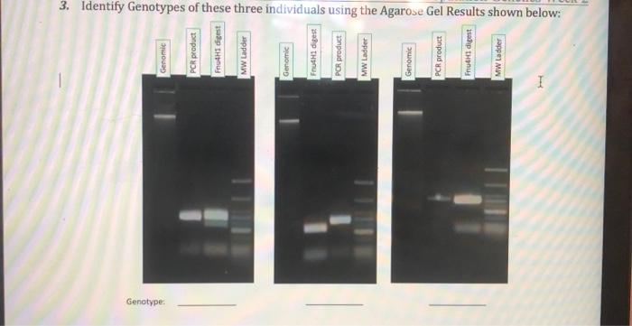Solved Genotype TT Phenotype Homozygous for the taster | Chegg.com