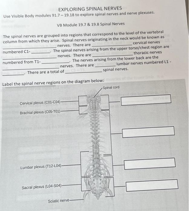 Solved EXPLORING SPINAL NERVES Use Visible Body modules | Chegg.com