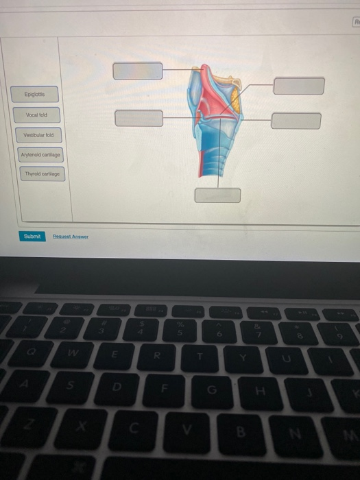 Solved Nasophary Oropharynx Laryngopharynx Submit Request | Chegg.com