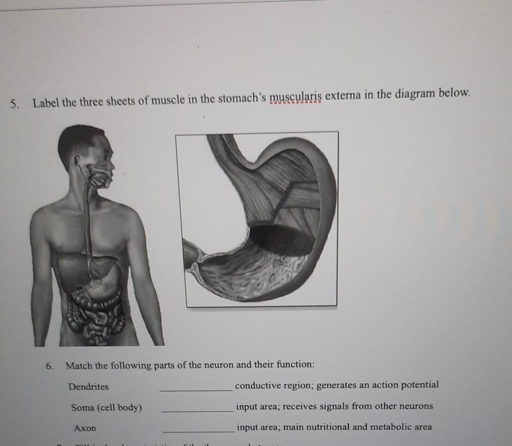 Solved 5. Label the three sheets of muscle in the stomach's | Chegg.com