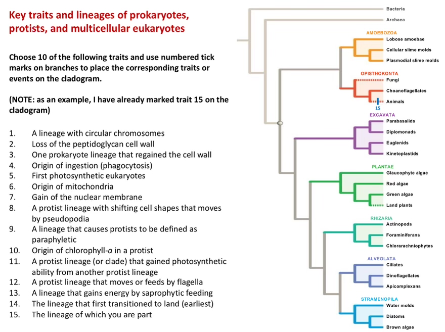 Solved Key traits and lineages of prokaryotes, protists, and | Chegg.com