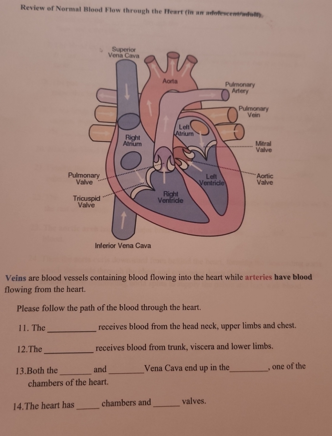 Solved Review of Normal Blood Flow through the Heart (in an | Chegg.com
