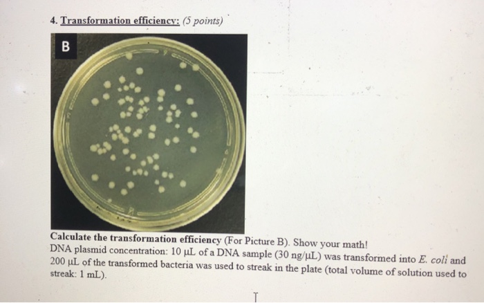Solved 4. Transformation efficiency: (5 points) Calculate | Chegg.com