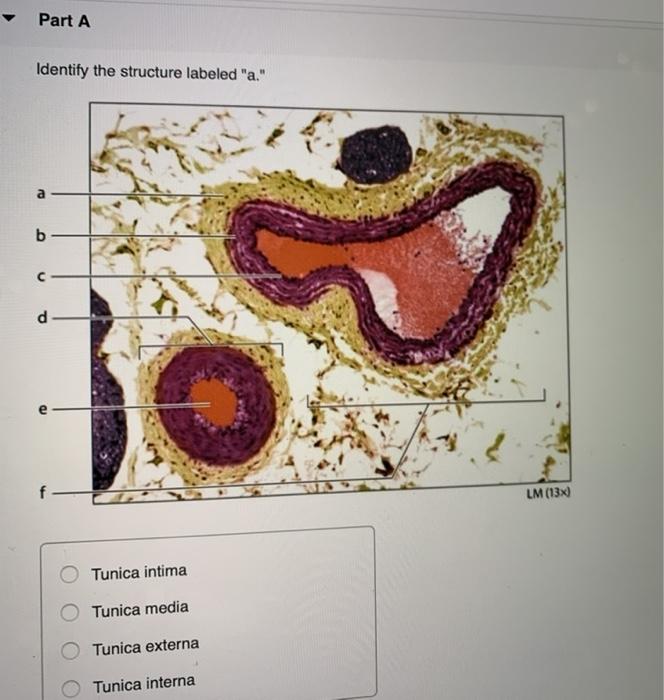 Solved Part A Identify the structure labeled "a." a b b d LM | Chegg.com