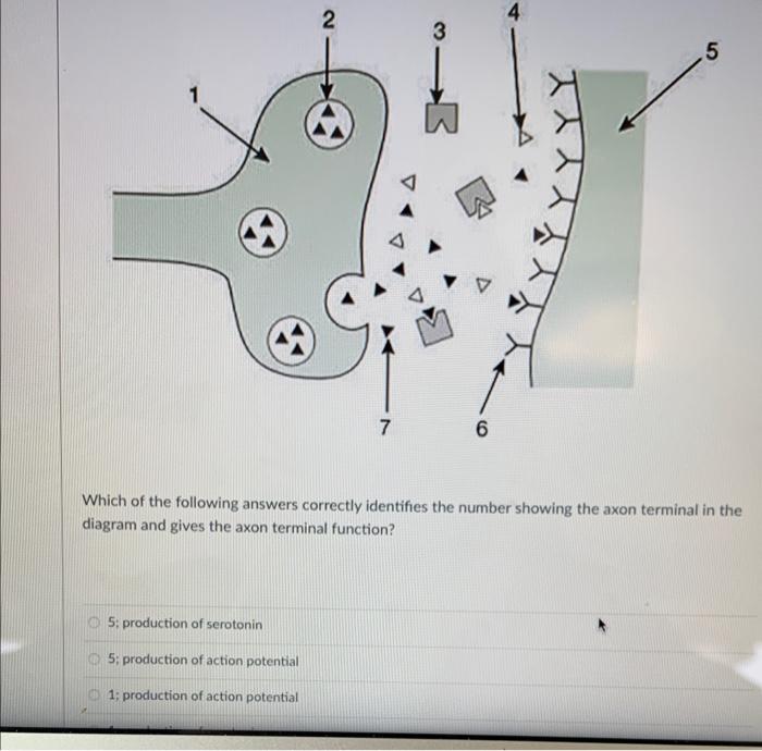 Solved Match the labelled synapse structure with the correct | Chegg.com