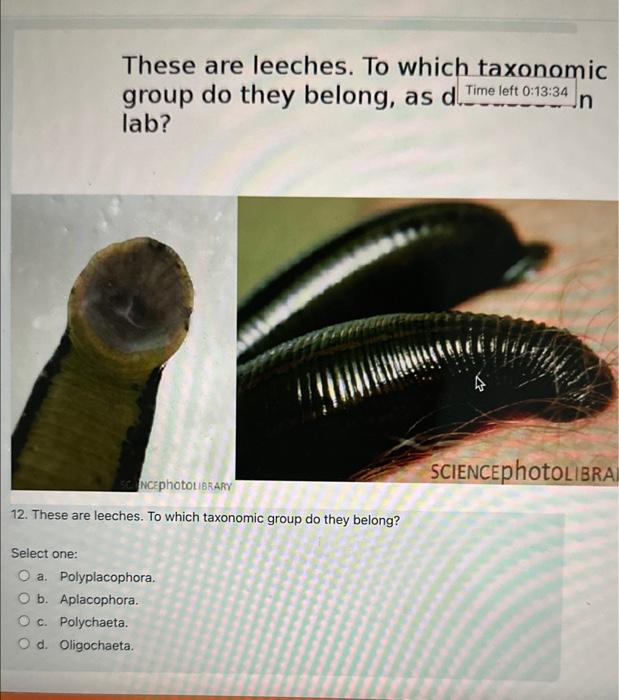 Solved To which order do these animals belong? 14. To which | Chegg.com