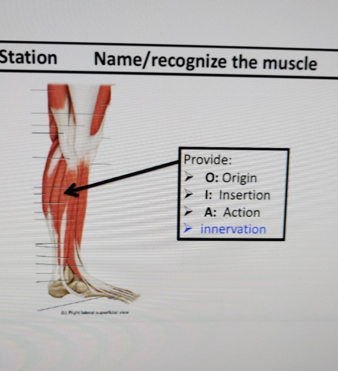 Solved Station Name/recognize the muscle Provide: O: | Chegg.com