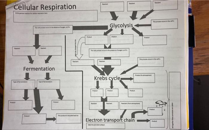 Solved Cellular Respiration Fermentation cellular | Chegg.com